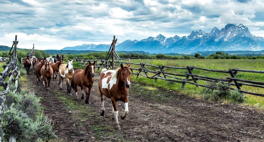 Jackson Hole Dude Ranch | Moose Head Ranch | Wyoming